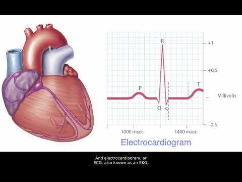 Conducting System of the Heart