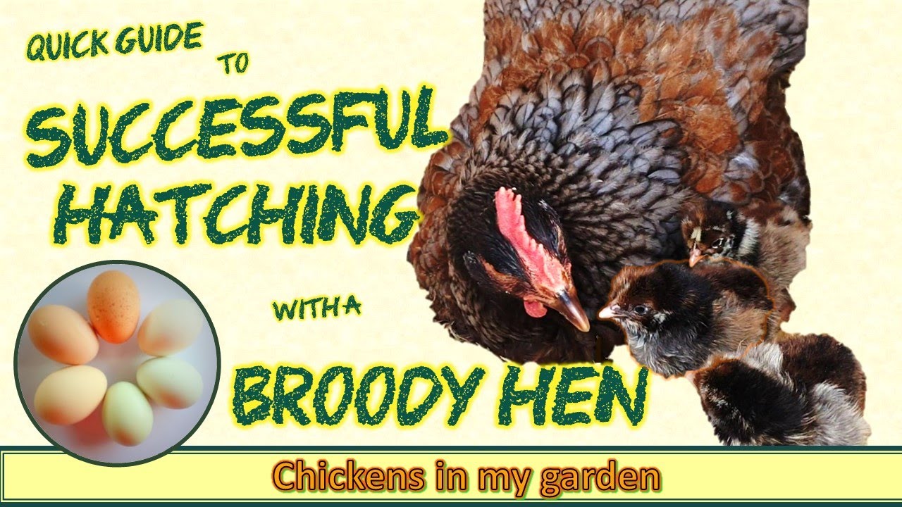 How to Hatch Chicks Successfully with a Broody Hen - Quick Guide