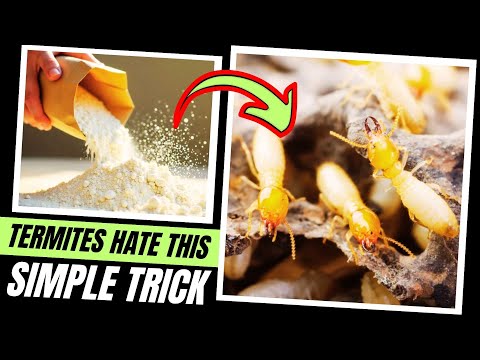 Stop Termites NOW! Easy DIY Fix You Can Do Today