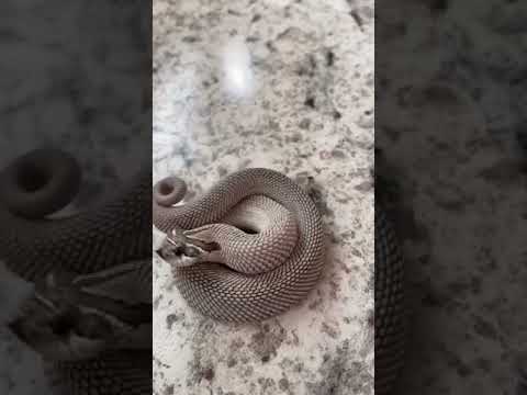 Snakes Can Be Cute Tooπ₯°π Funny Snake Video Compilations #Shorts