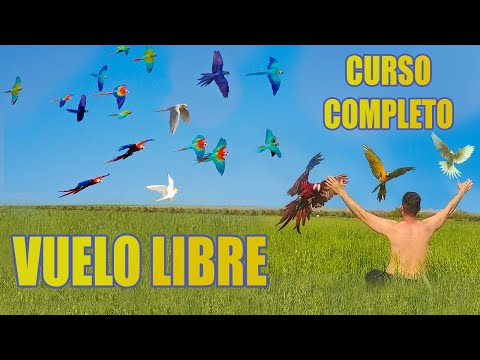 ✅ COMO HACER VUELO LIBRE CON LOROS 👉TUTORIAL COMPLETO!!!👌