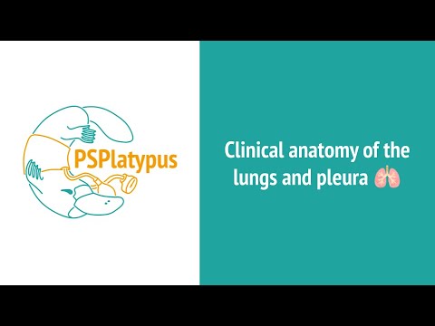 Clinical Anatomy of the Lungs and Pleura