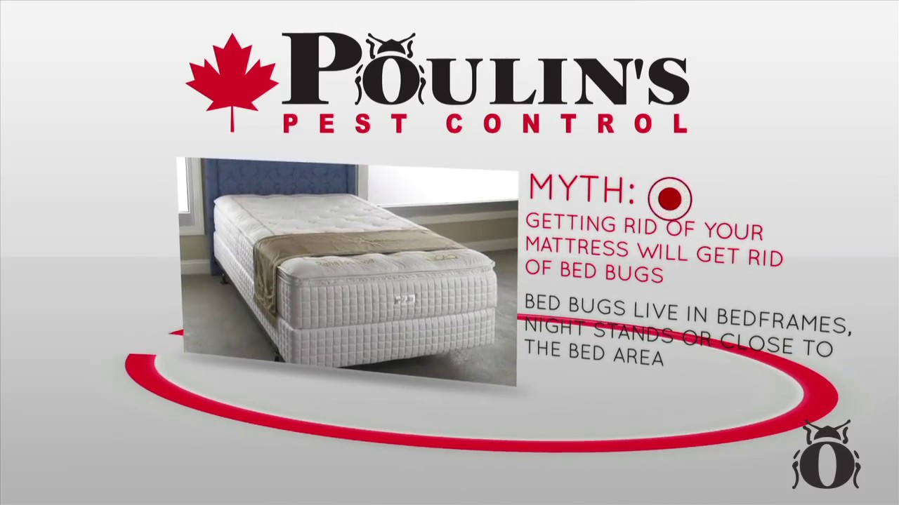 Common Bed Bug Myths
