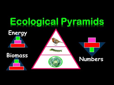 PYRAMIDS OF : ENERGY, BIOMASS & NUMBERS