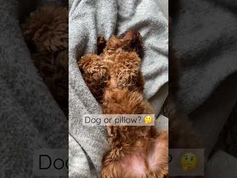 Is it a dog or a pillow?π #labradoodle #trending #sleep