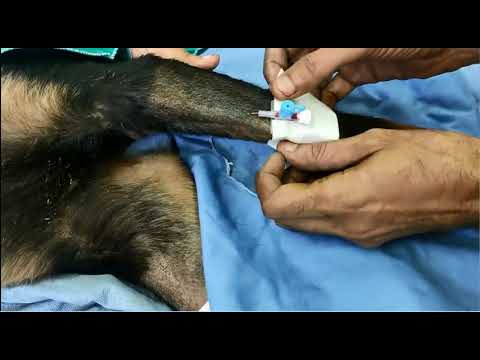 🐕Inserting intravenous cannula in cephalic vein in dog🐕
