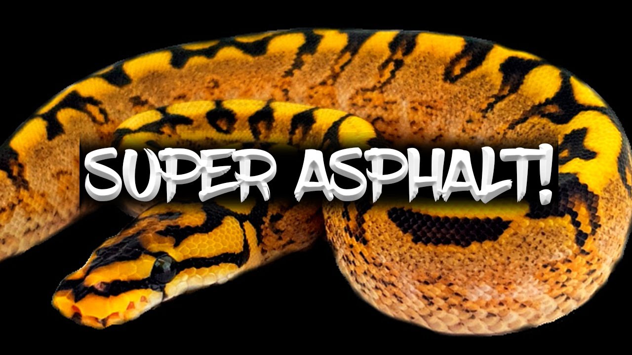 The 'Super Asphalt' Ball Python!