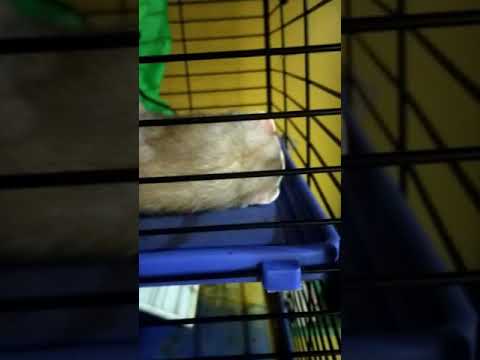 Steam Community :: Video :: the ferrets broken