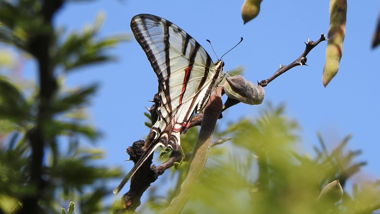 Mariposa Cometa Golondrina Mexicana (Protographium epidaus)