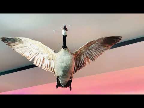 Ducks Unlimited Centre. June 19, 2025. Stonewall, Manitoba Canada.