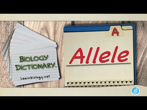Allele | Biology Dictionary