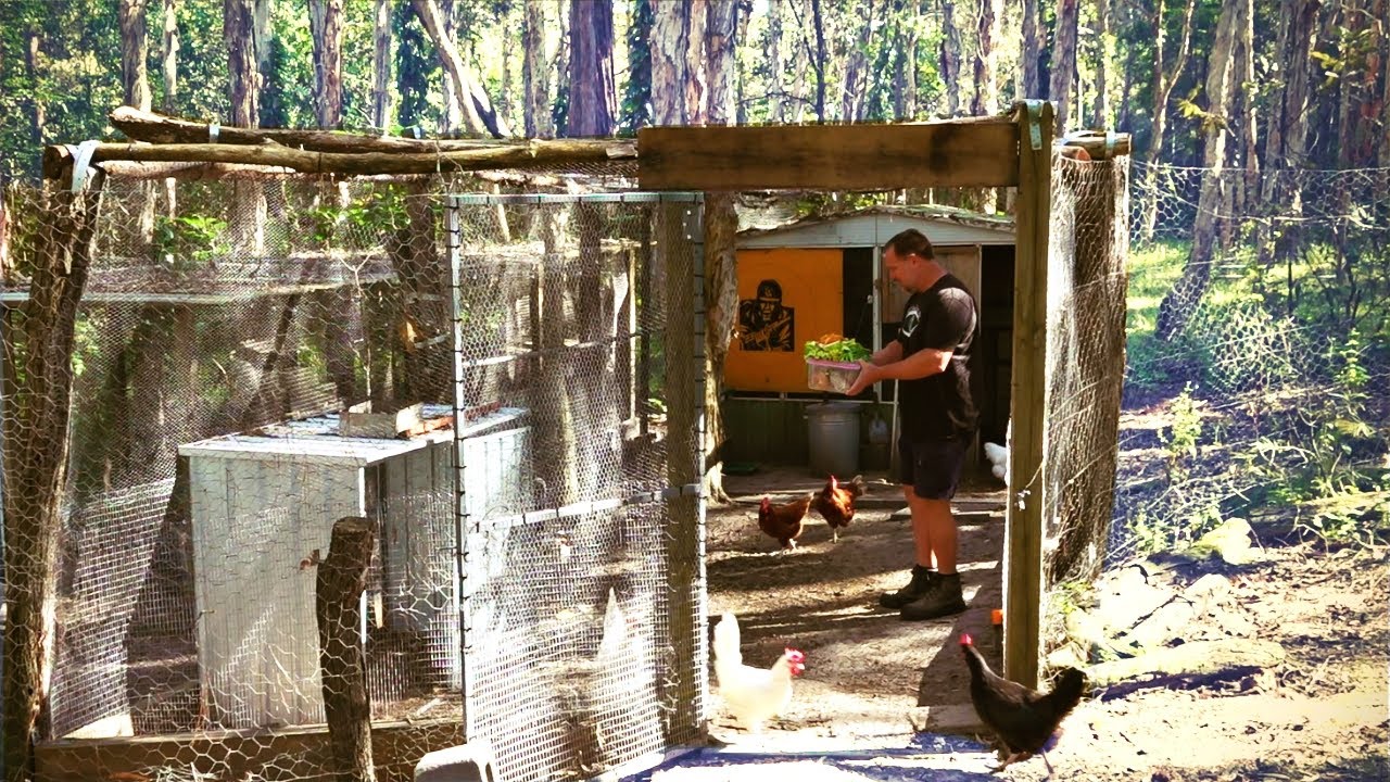 Primitive Chicken Run Build That's Snake and Predator Proof!