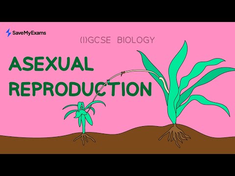 Asexual Reproduction | GCSE and IGCSE Biology Exam Revision 2023-2024