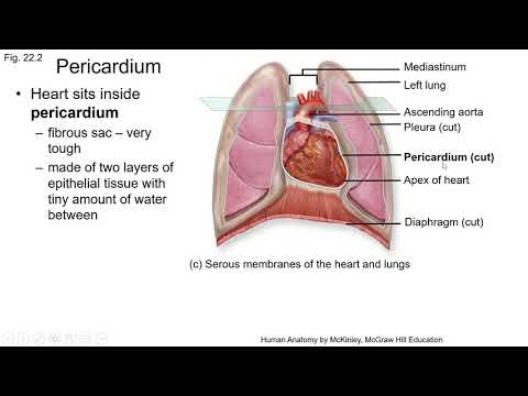 Ch 22 Pt1 Heart Location and Pericardium
