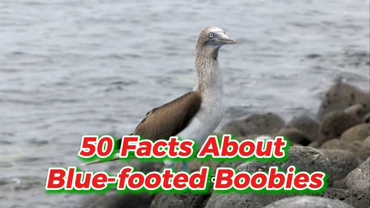 50 Fascinating Facts About Blue-footed Boobies birds.