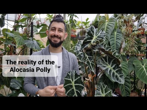 Alocasia Amazonica Polly care & tips (the reality)