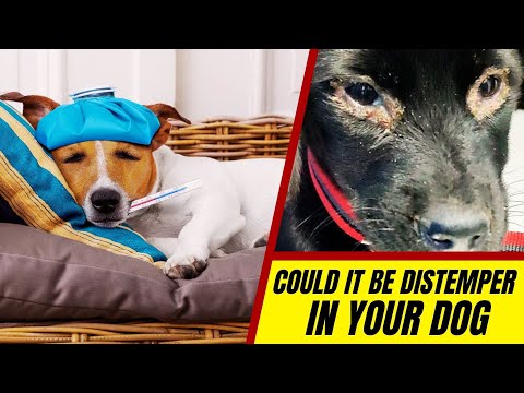 Cara Mengenali Gejala Distemper pada Anjing🐾 Apakah Anjing Anda Berisiko?