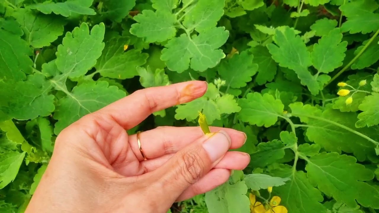 Greater Celandine Part One