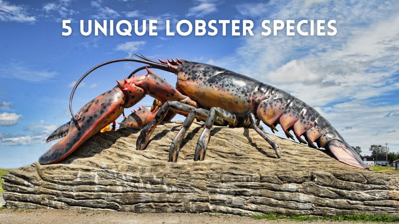 Discovering 5 Unique Lobster Species