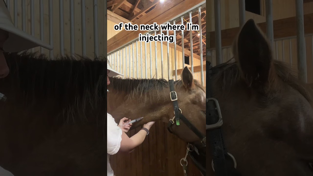 Some tips for safely injecting Banamine (flunixin meglumine).  #equestrian #horses #equestrianlife