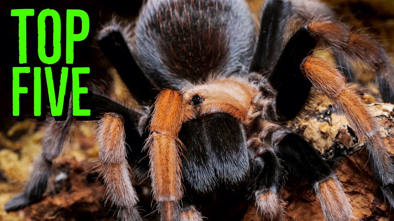 Unveiling My Ultimate Favorite Aphonopelma Tarantulas
