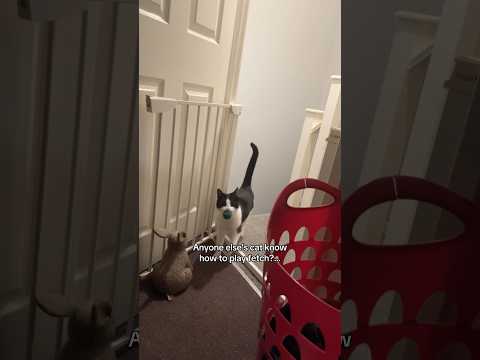 I literally have no words… #fetch #cat #games #cute #talent #quirky #builtdifferent #adorable #car