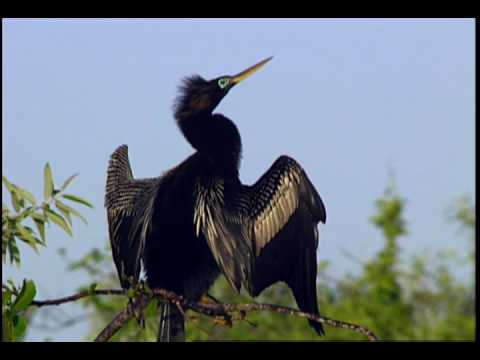 Anhinga - National Park Animals for Kids