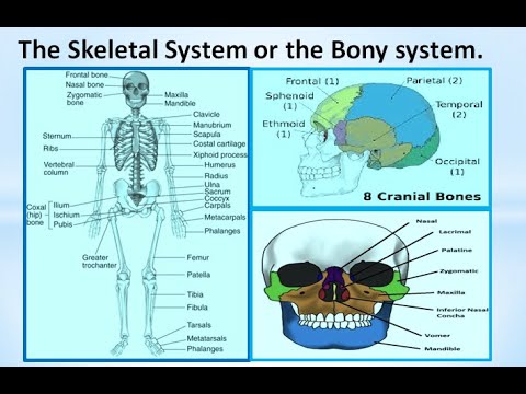 skeletal system part 1|The cranium or Brain Case|parts skeletal system #skeletalsystem #cranium
