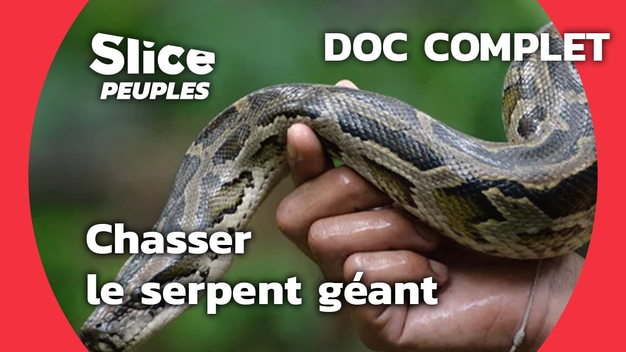 Documentaire | Chasser le serpent géant