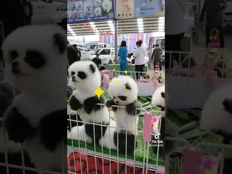 Funny cute dog Pomeranian π tiktok meme