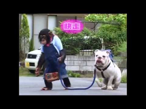 [1080p] Super Monkey & Lovely Dog Season 01, Ep 17