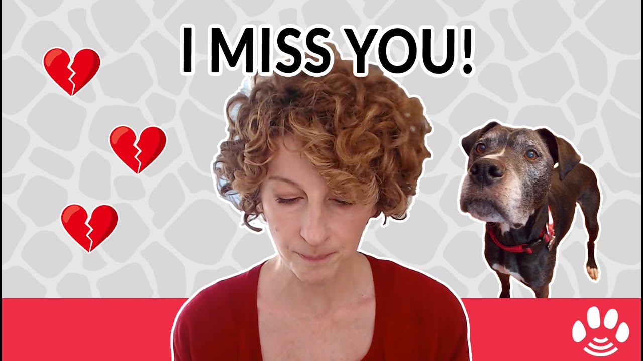 3 Uplifting Things to Do After Losing a Pet