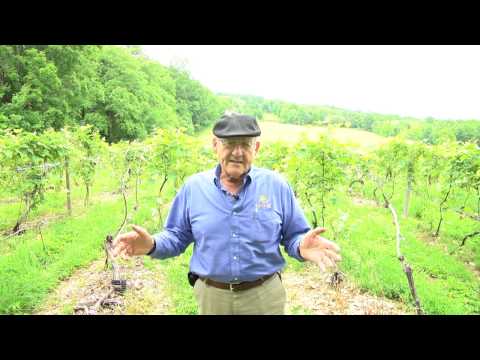 A Brief History of Finger Lakes Vineyards