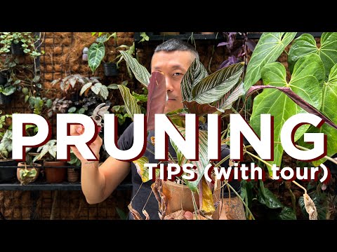 Pruning Tips | Why We Do It And How To Prune Properly (With Demonstrations)