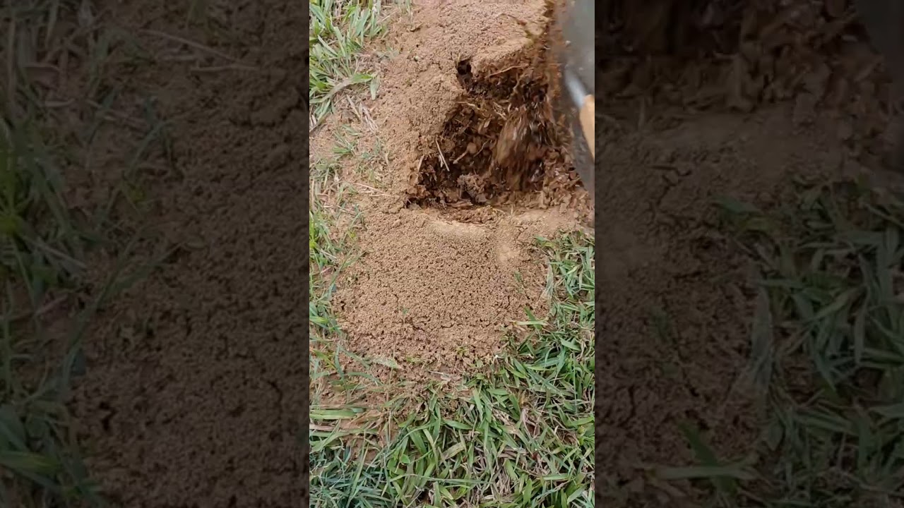 Dig up the nest of invading fire ants with a titanium shovel.They are venomous ants and super scary!