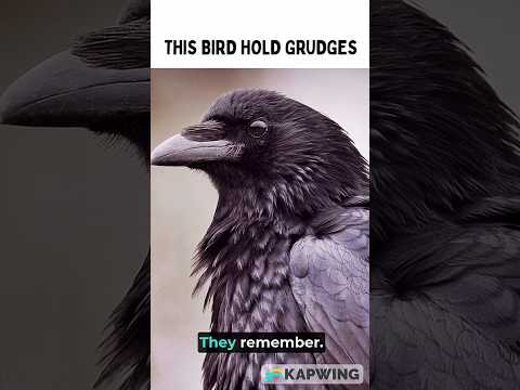 Crows hold GRUDGES! Beware the bird brain! #CrowFacts #SmartBirds#shorts