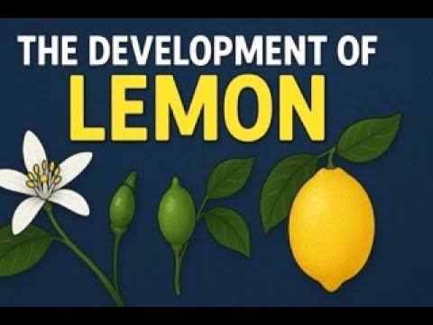Did Humans Invent Lemons? The Shocking Truth About This Citrus Fruit