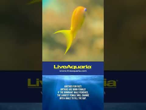 Anthias | Pseudanthias Sp. | #shorts