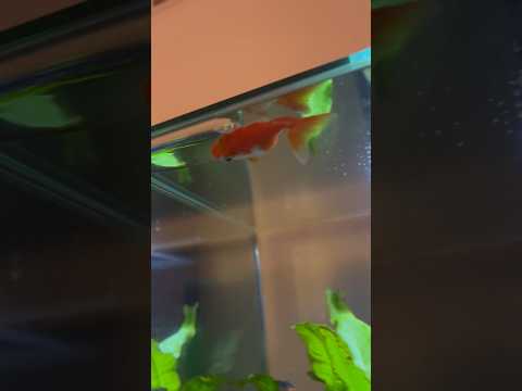 Lazy goldfish…she always floating when sleep. Sometimes look like she dead ☠️ #youtubeshorts #weird