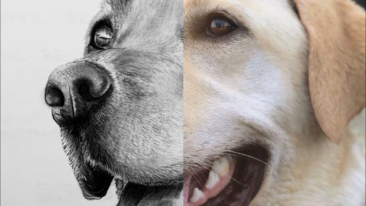 How to Draw a Lab | Step by Step Tutorial #shorts