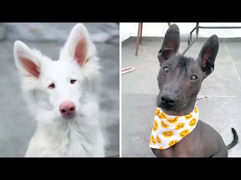 10 Rarest Dog Breeds on Earth!