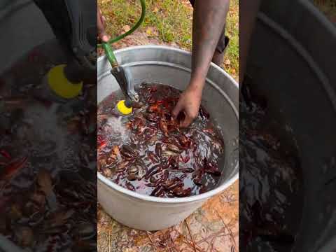 HOW TO PURGE YOUR CRAWFISHππ¦π₯