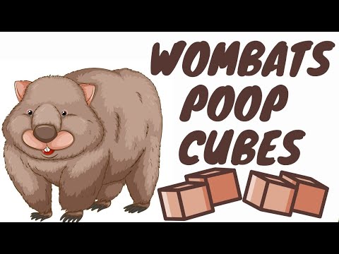 WOMBATS POOP CUBES