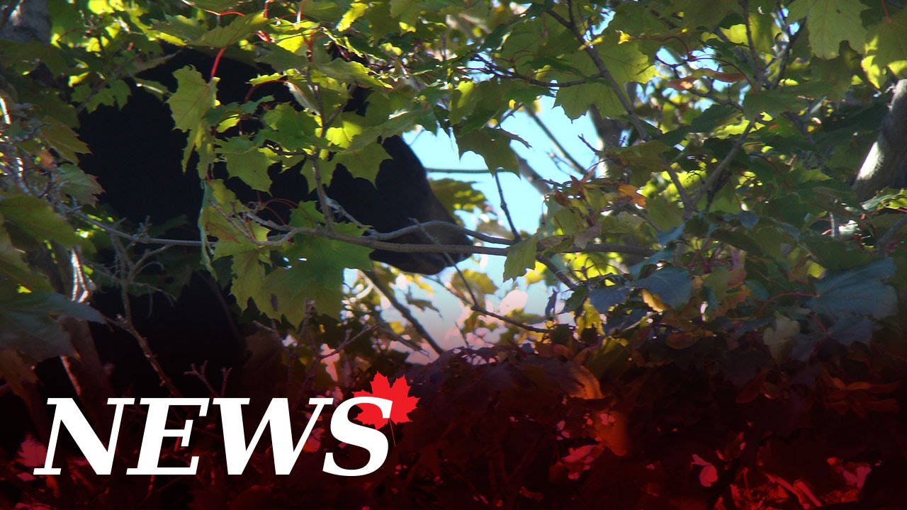 Bear cub in tree on Victoria Street