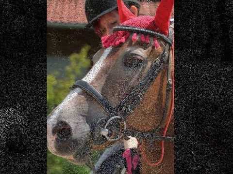 Maggy ♥ - das tollste Pony der Welt! :)