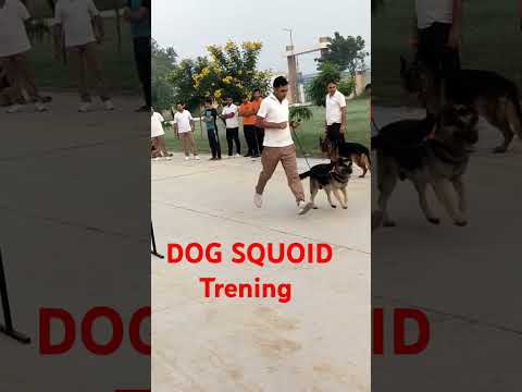 Dog Squoid Training #sdrf #ndrf #2024