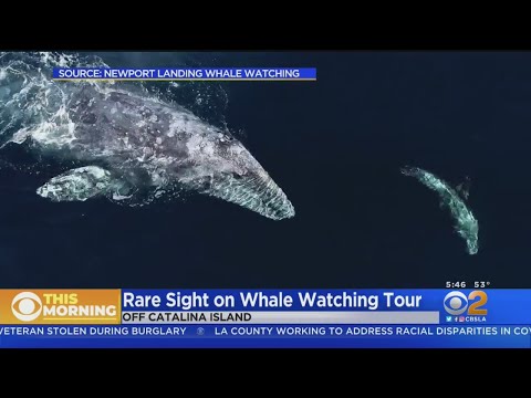 Rare Sight: Whales And Dolphins Mingle Off Catalina Island