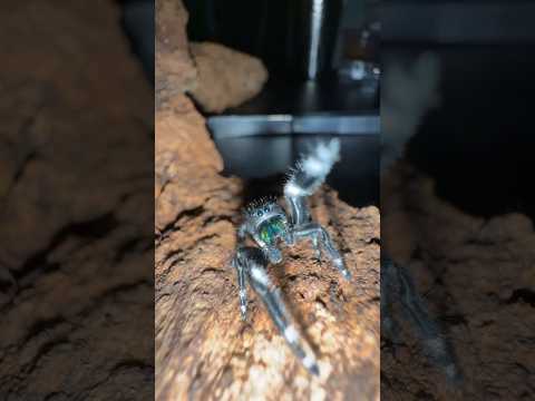 Breeding the CUTEST SPIDER in the world!! π₯Ήπ₯΄ (must watch)