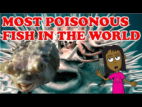 MOST POISONOUS FISH IN THE WORLD