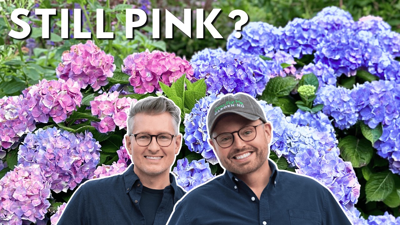 How We Turn Pink Hydrangeas BLUE (Even in Alkaline Soil!) + Keep Roses Blooming